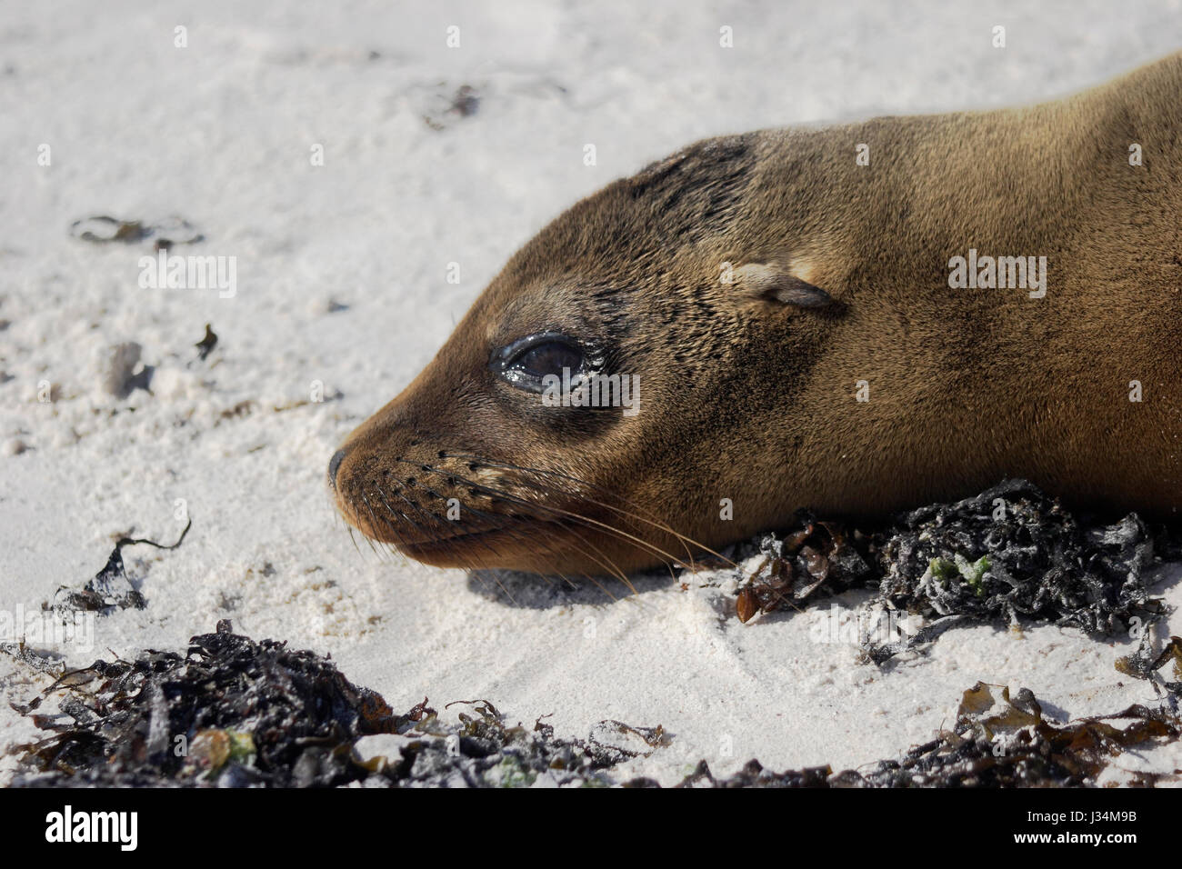 Galapagos Sea Lion sleeping on the beach, Gardner Bay, Espanola ...