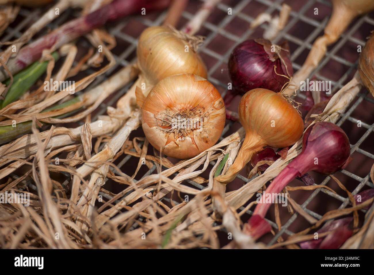 Onions drying on a metal grid, Shropshire Stock Photo - Alamy