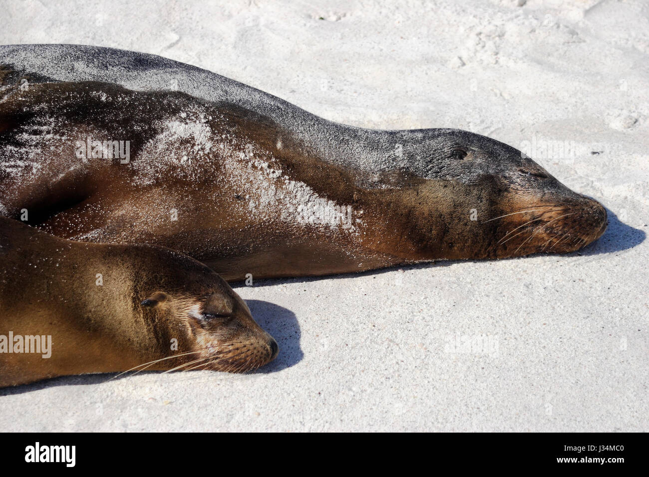 Galapagos Sea Lion sleeping on the beach, Gardner Bay, Espanola ...