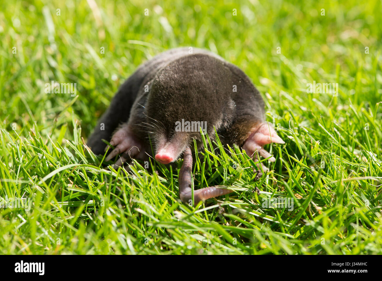 European mole ,Talpa europaea, eating an earthworm on a garden lawn ...