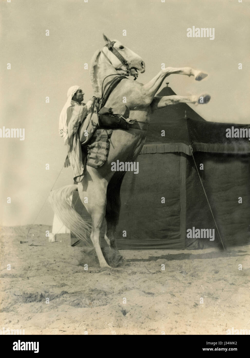 Prancing horse hi-res stock photography and images - Alamy