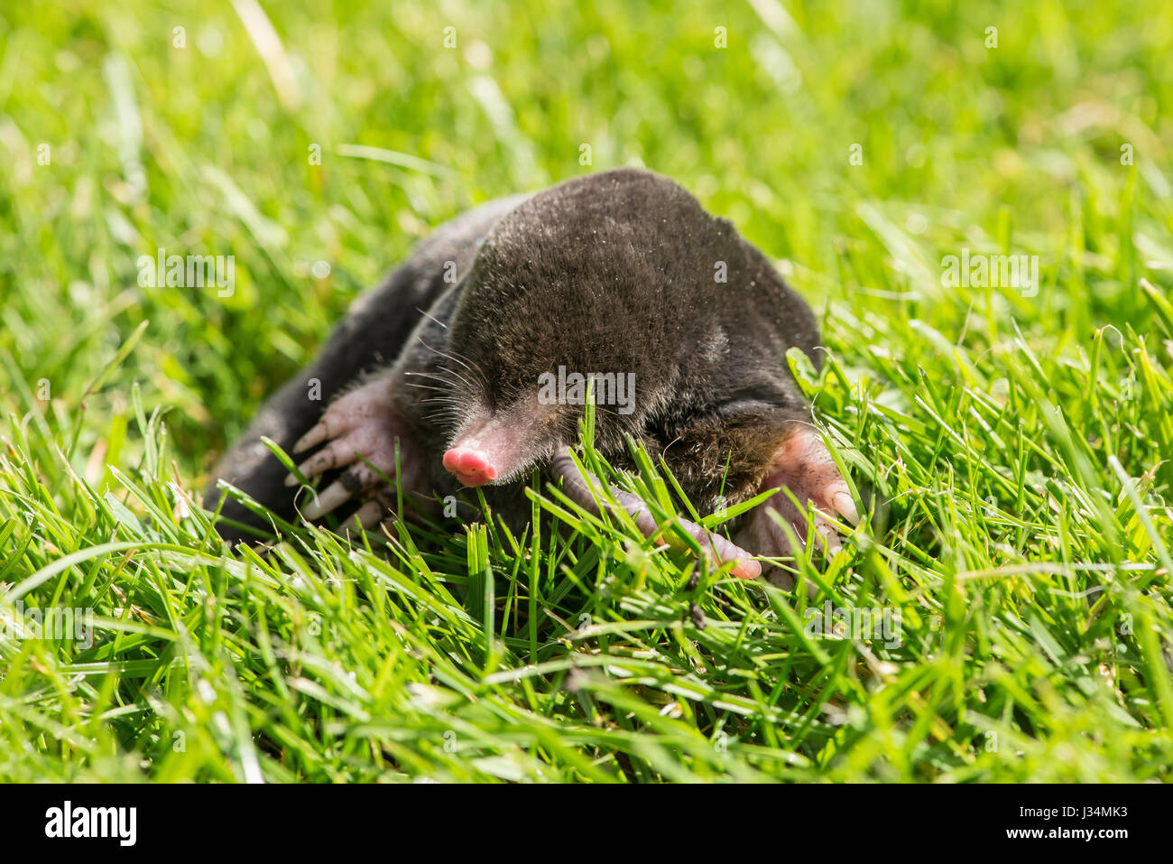 Mole eating a worm hi-res stock photography and images - Alamy