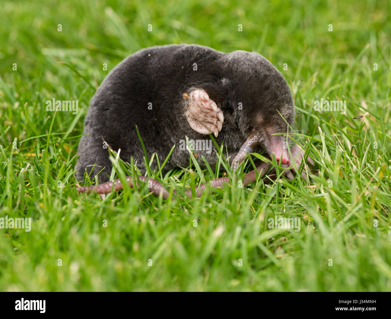 Mole eating a worm hi-res stock photography and images - Alamy