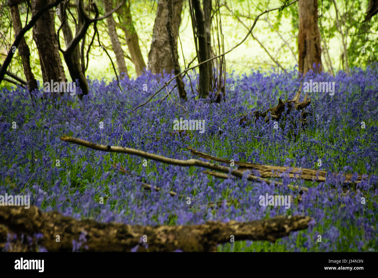 Carpet of Bluebell flowers in spring time woodland Stock Photo - Alamy