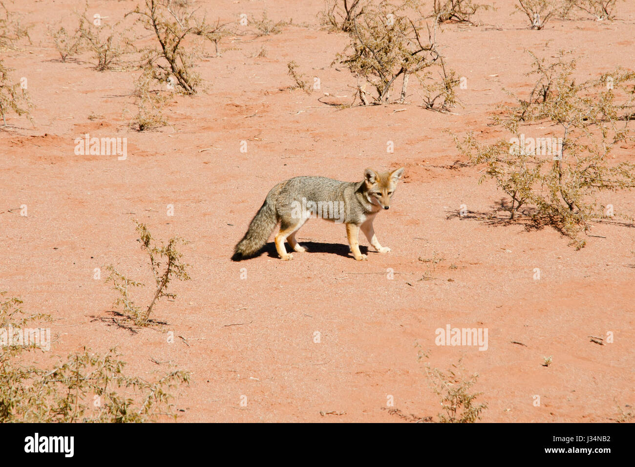 Desert fox argentina hi-res stock photography and images - Alamy