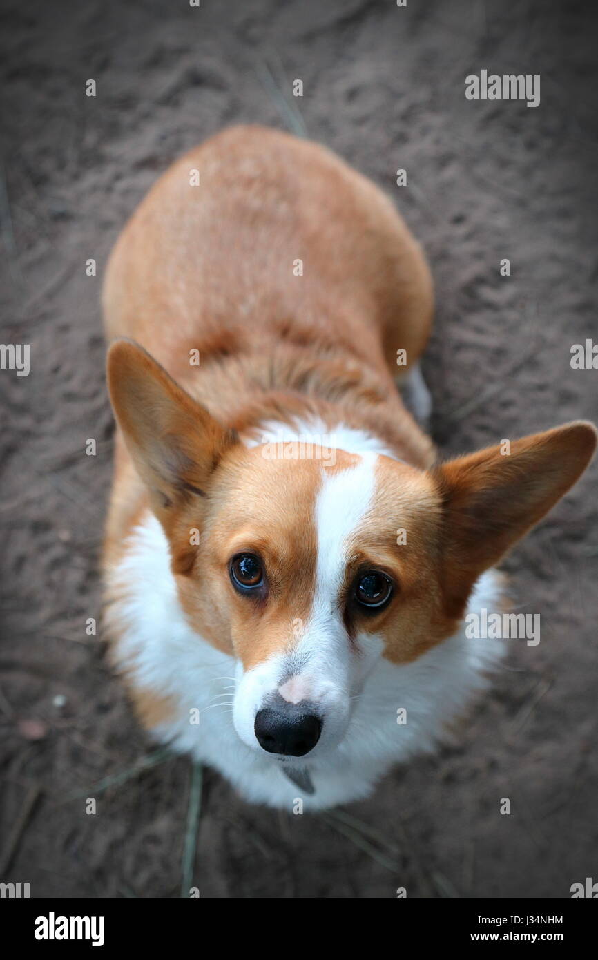 Corgi breed hi-res stock photography and images - Alamy