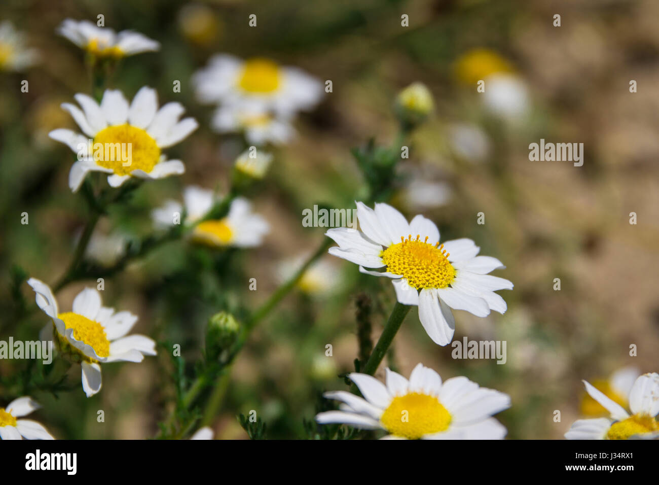 Full Bloom Daisies High Resolution Stock Photography and Images - Alamy