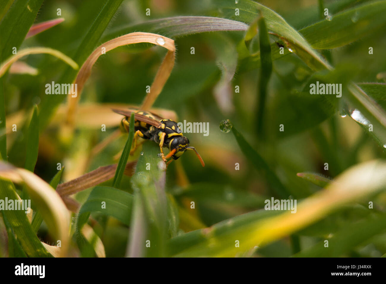 Grass wasp hi-res stock photography and images - Alamy