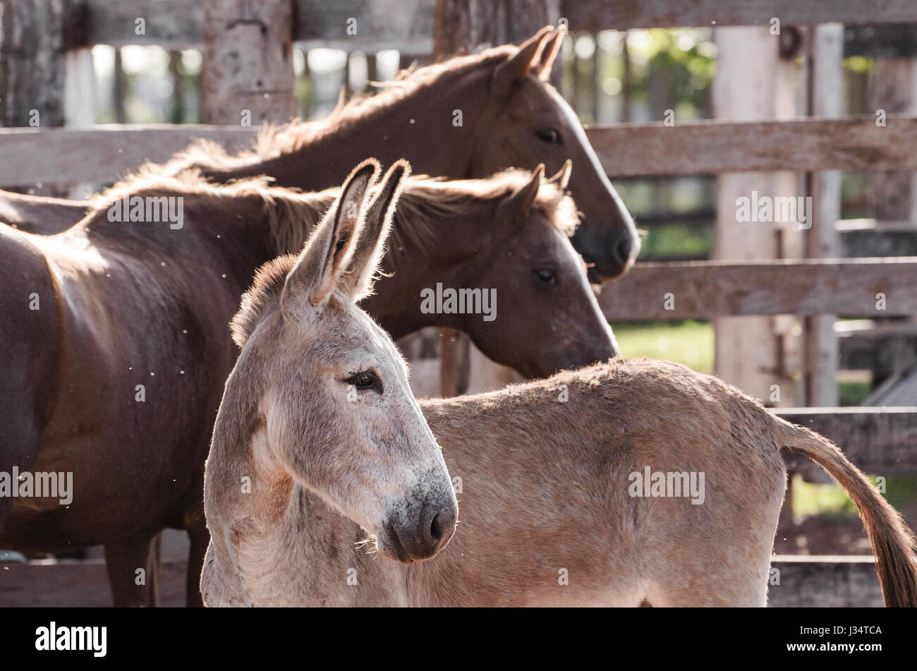 Farm animals: A donkey and two horses in a corral of a farm in Brazil ...