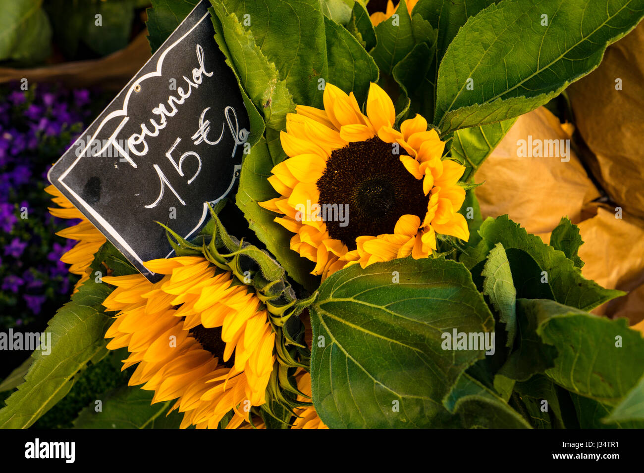 Yellow sunflowers for sale in Paris flower shop, with labels in euros ...