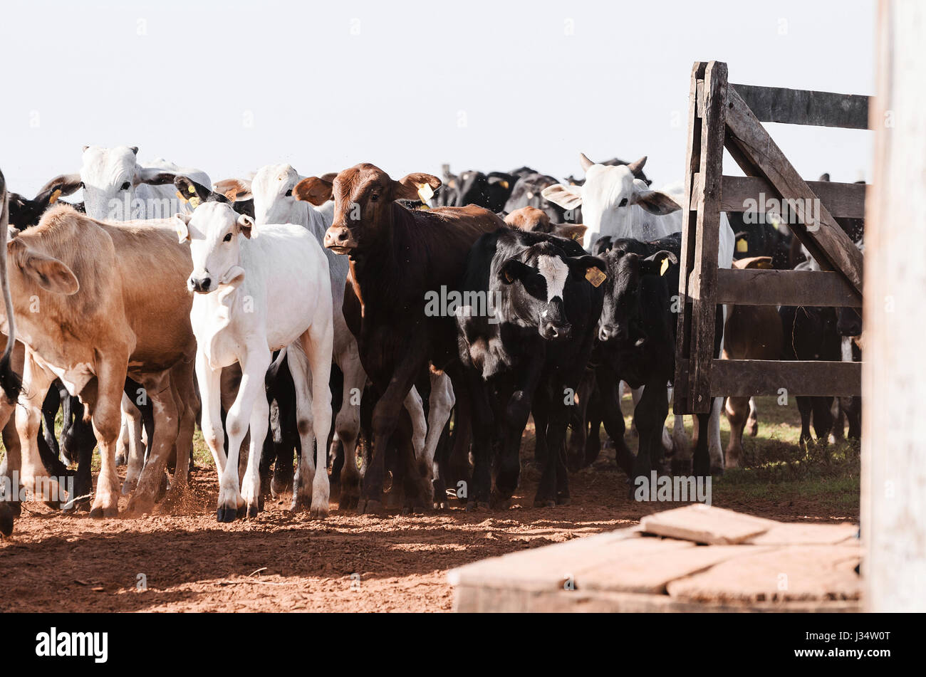Cattle running to the corral after weaning. Mixed cattle with some ...