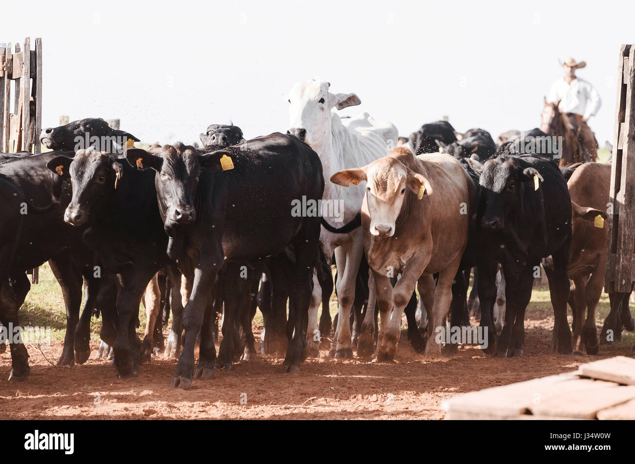 Cattle running to the corral after weaning. Mixed cattle with some ...