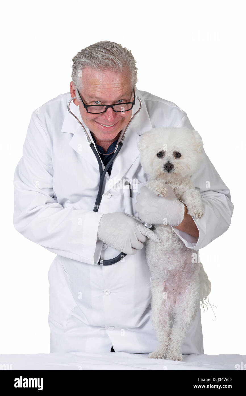 Model released image of older caucasian male Veterinarian examining ...