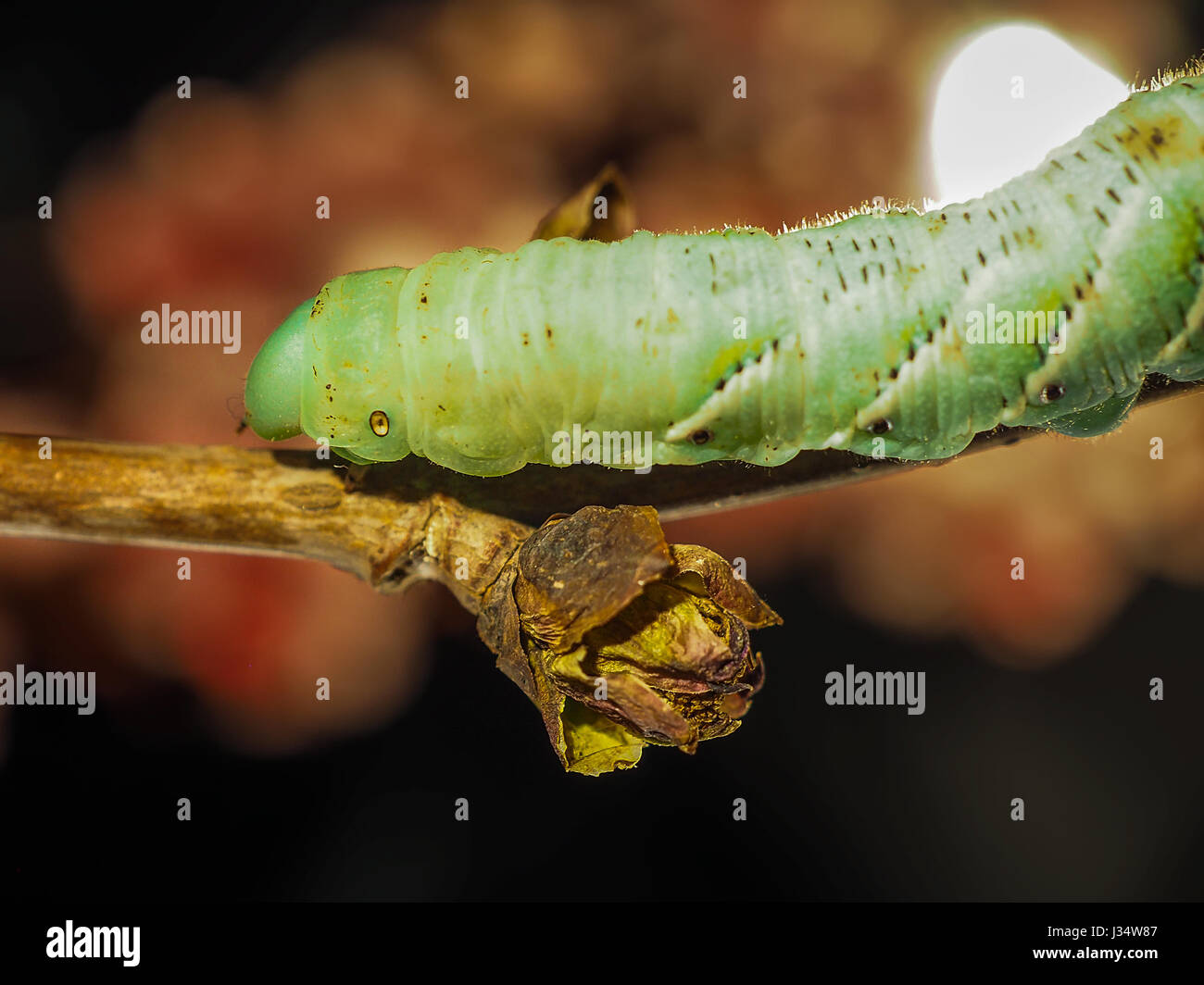 Io moth automeris io hi-res stock photography and images - Alamy