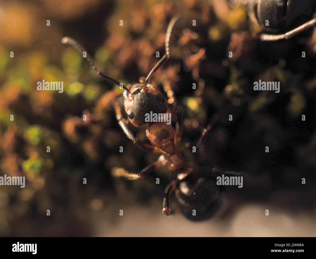 Bullet on red world hi-res stock photography and images - Alamy