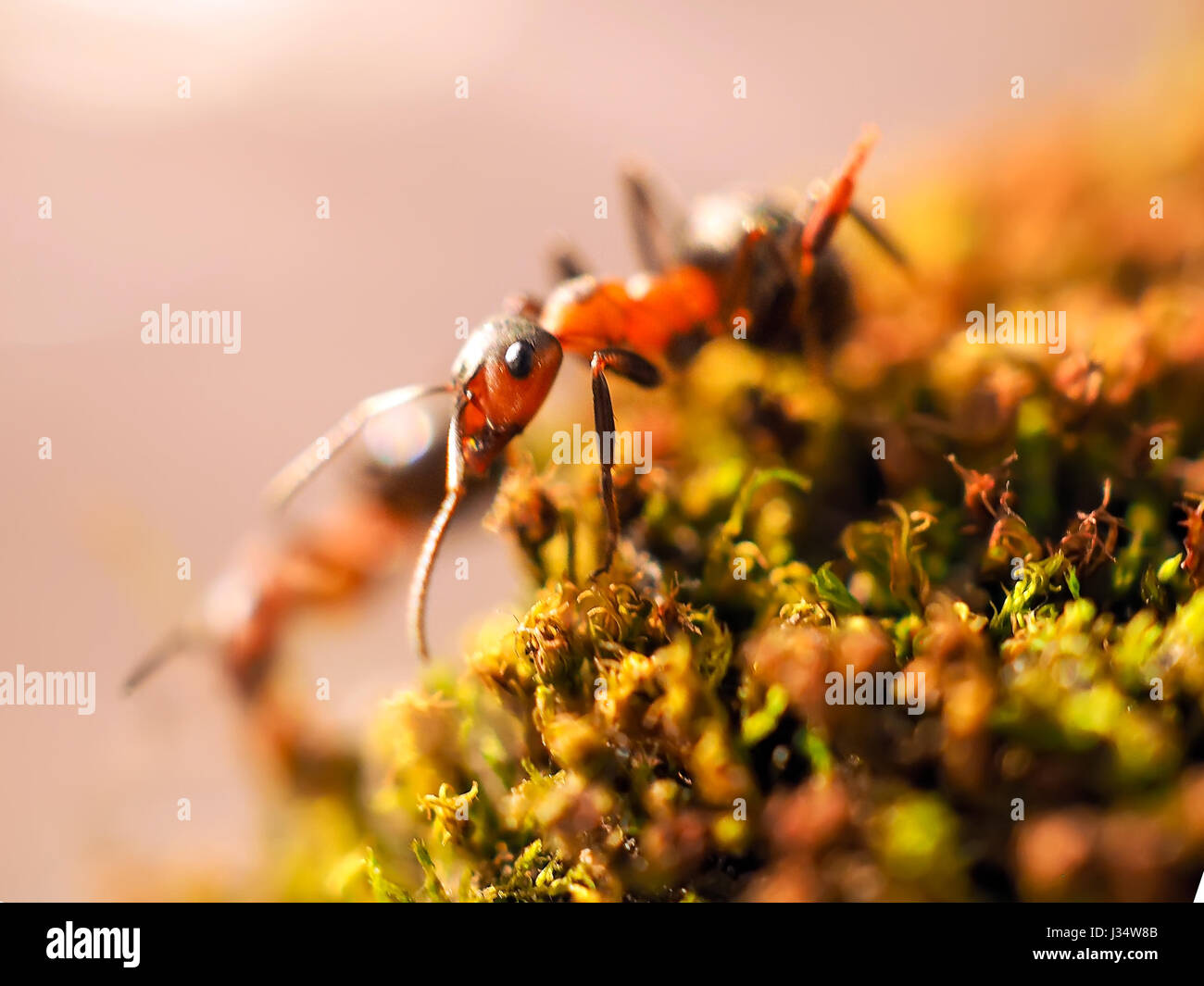 Bullet on red world hi-res stock photography and images - Alamy