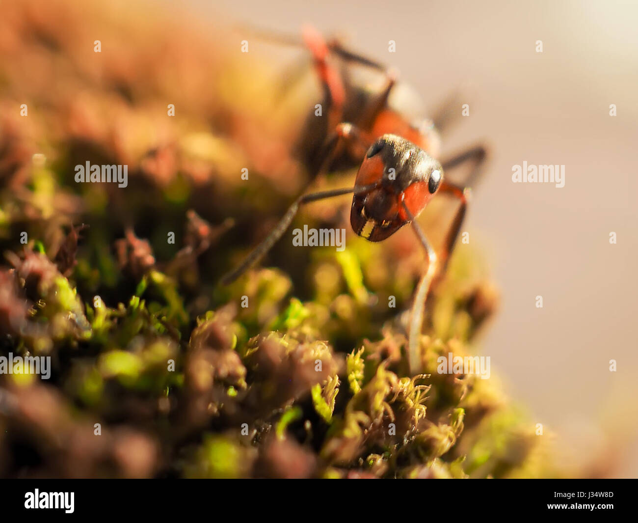 Bullet on red world hi-res stock photography and images - Alamy