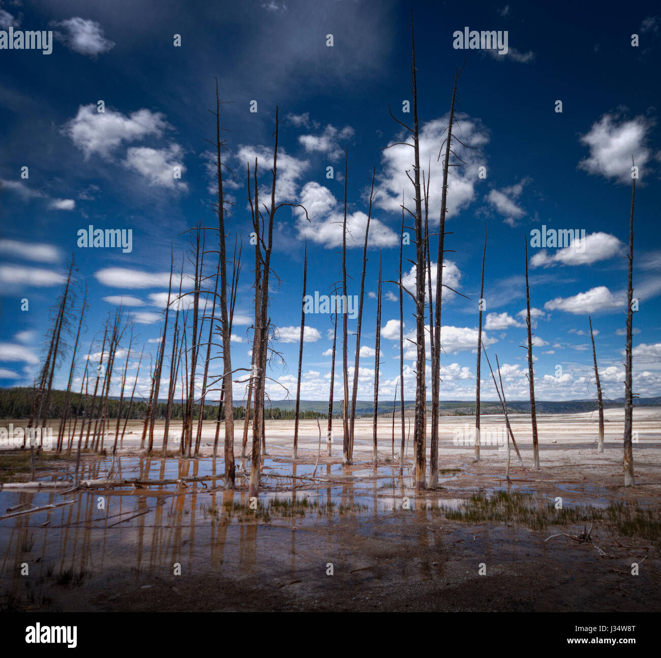 Wyoming dead trees in hi-res stock photography and images - Alamy