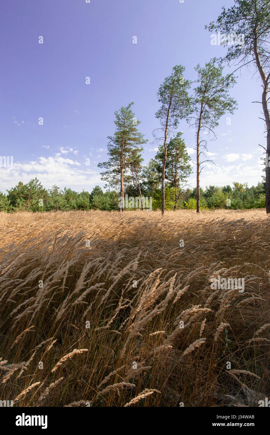Wild angle view at the pine trees in forest Stock Photo - Alamy