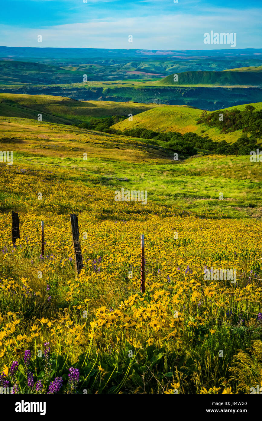 Spring flowers mear the Columbia River Gorge Stock Photo - Alamy