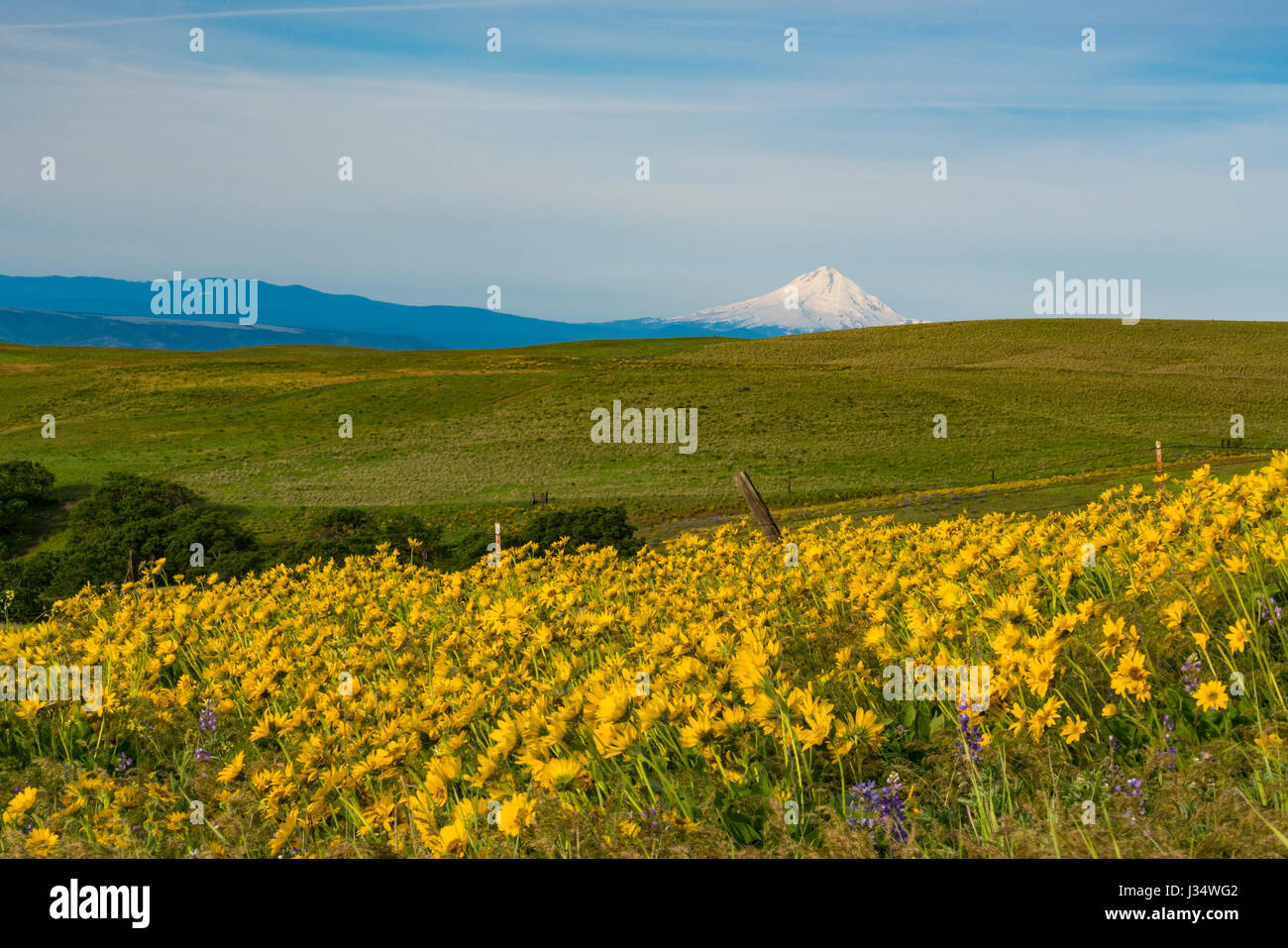 Mount Hood and spring flowers near the Columbia River Gorge Stock Photo ...