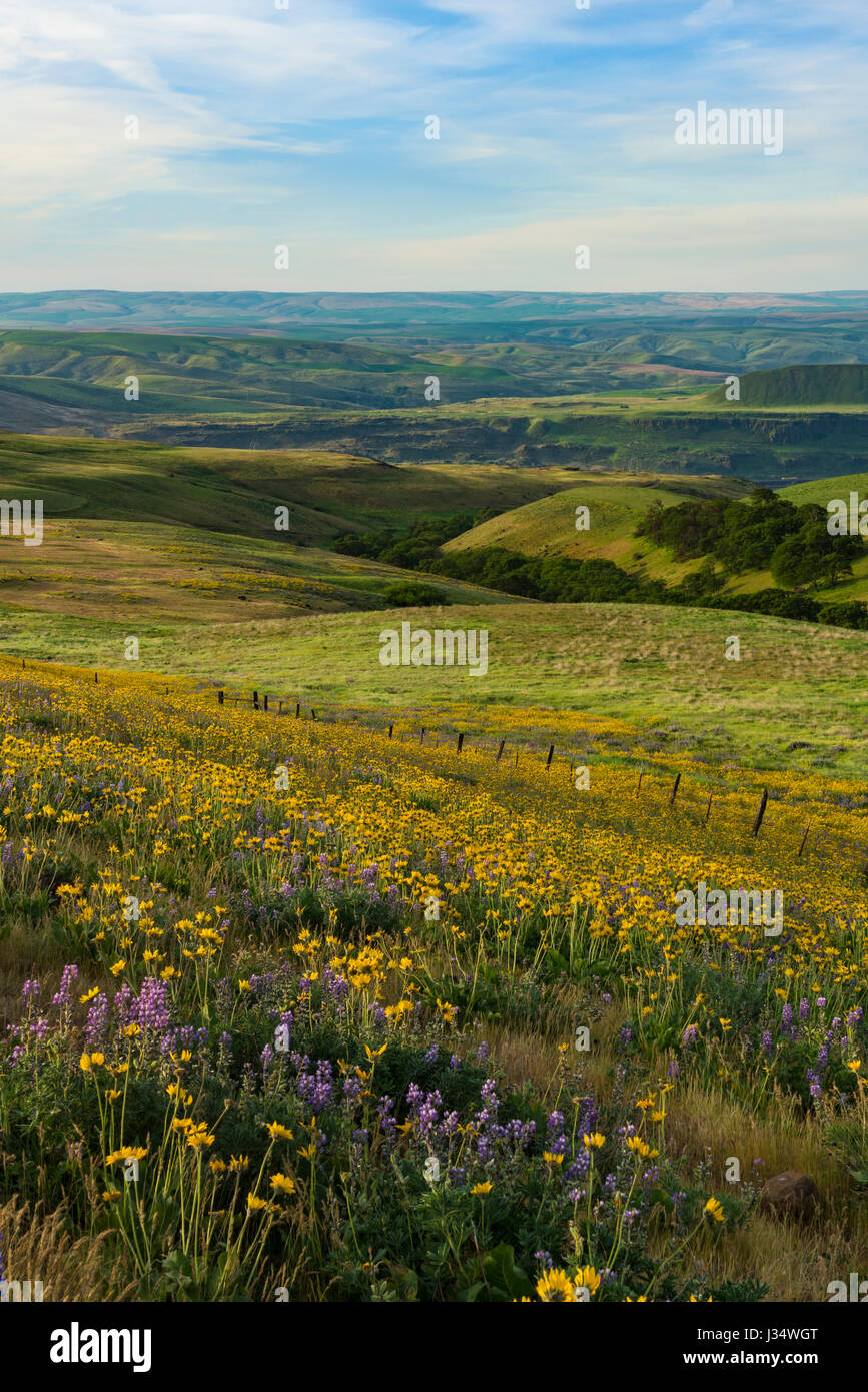 Spring flowers mear the Columbia River Gorge Stock Photo - Alamy