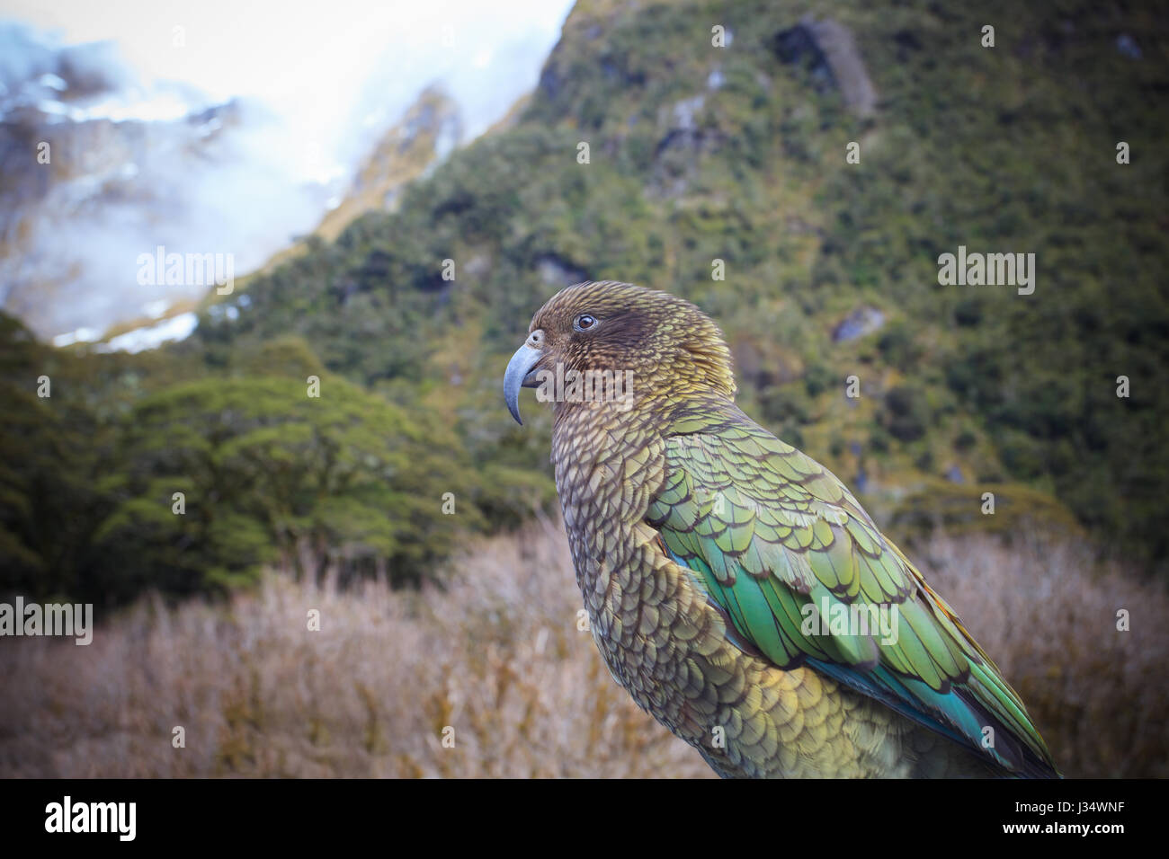 close up beautiful color feather ,plumage of kea birds with blur ...