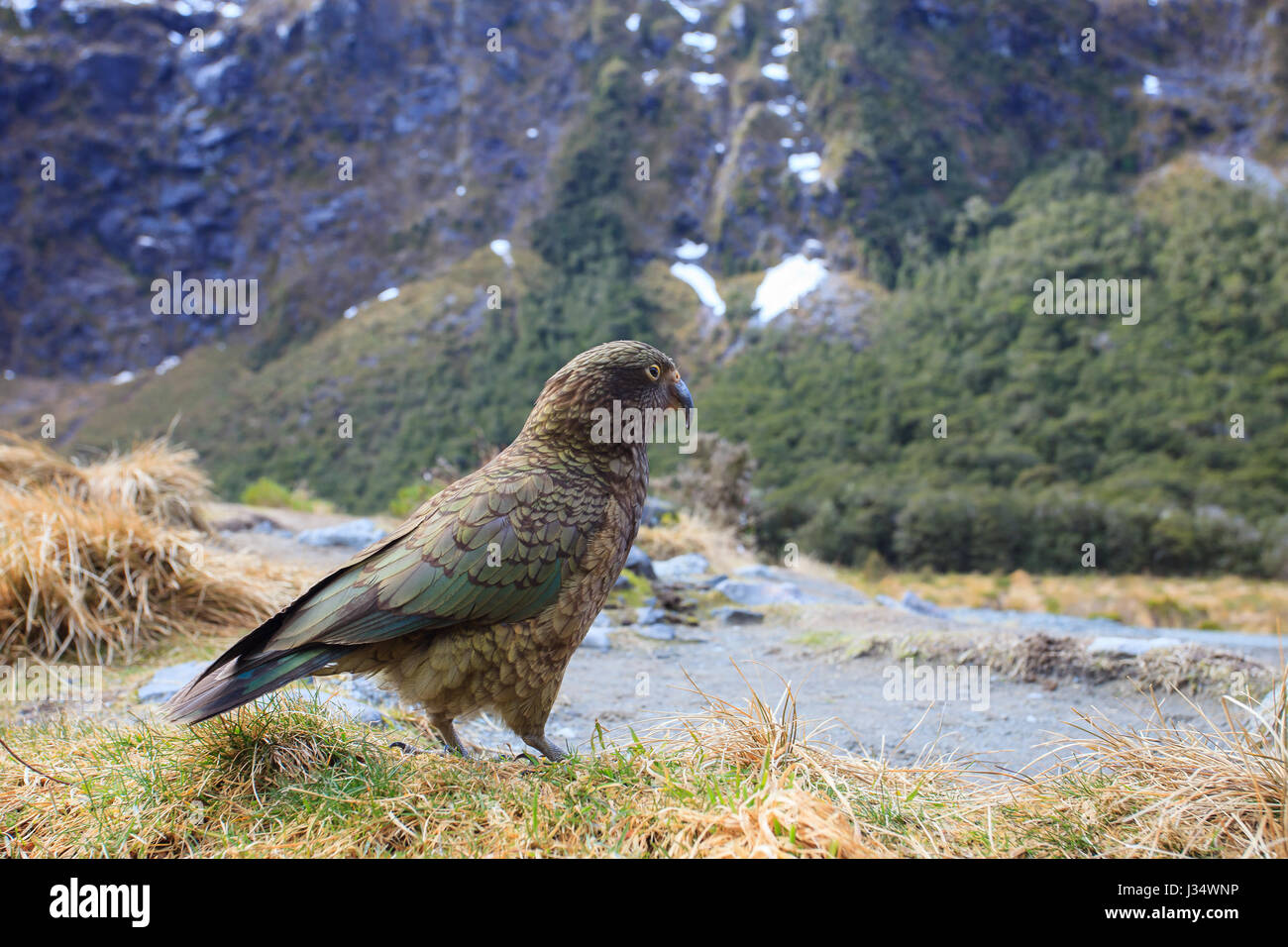 close up beautiful color feather ,plumage of kea birds with blur ...