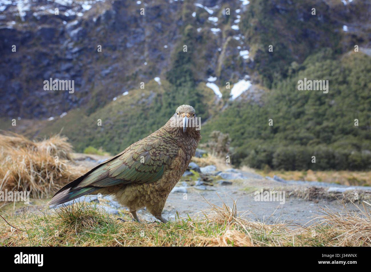 close up beautiful color feather ,plumage of kea birds with blur ...
