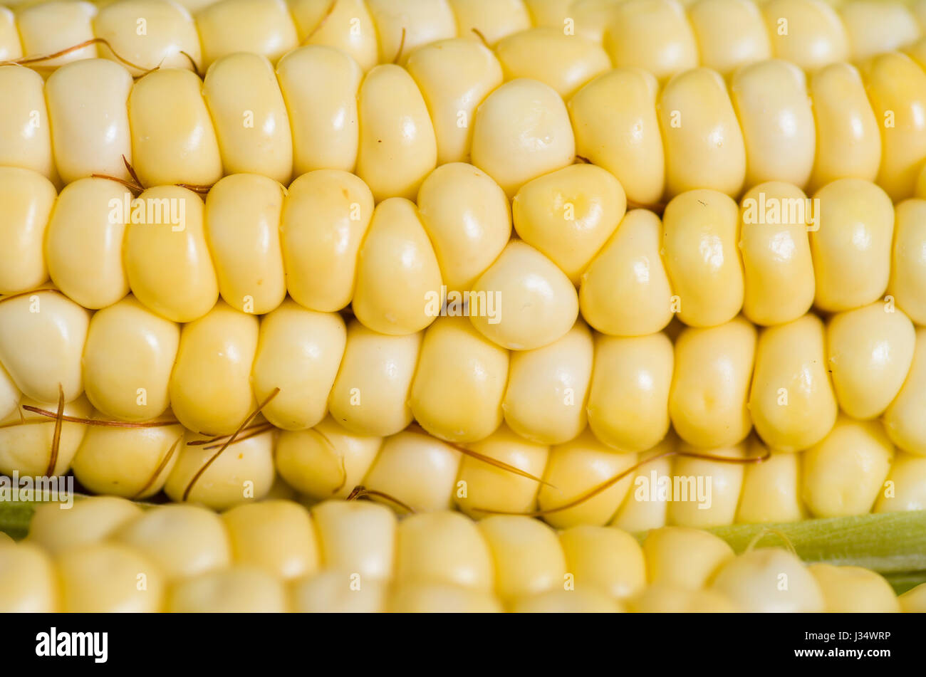 A perfect yellow close up corncobs that are used for different ...
