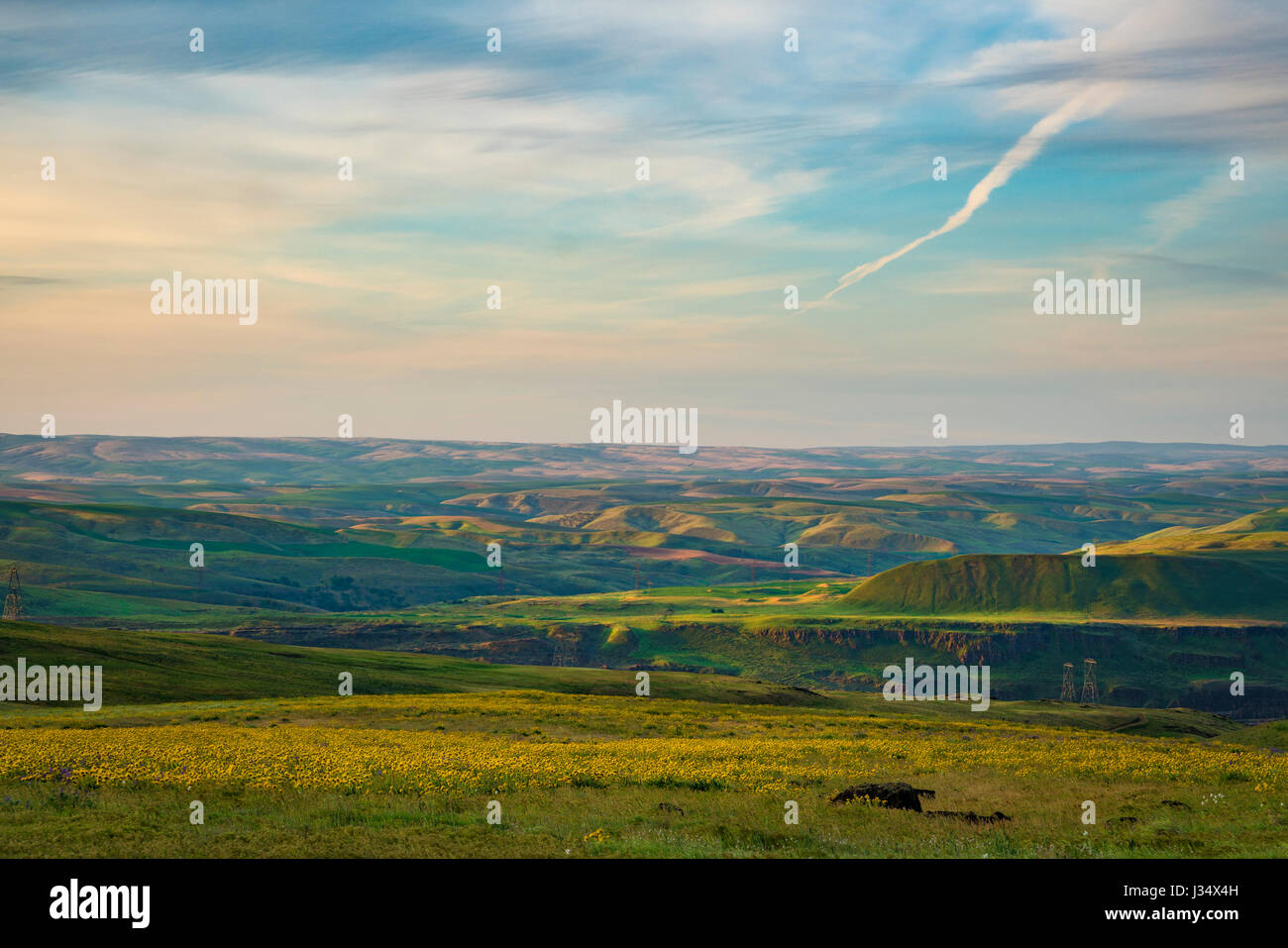 Spring flowers mear the Columbia River Gorge Stock Photo - Alamy