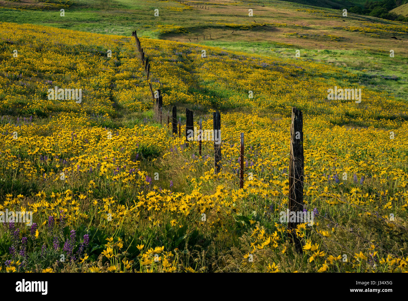 Spring flowers mear the Columbia River Gorge Stock Photo - Alamy
