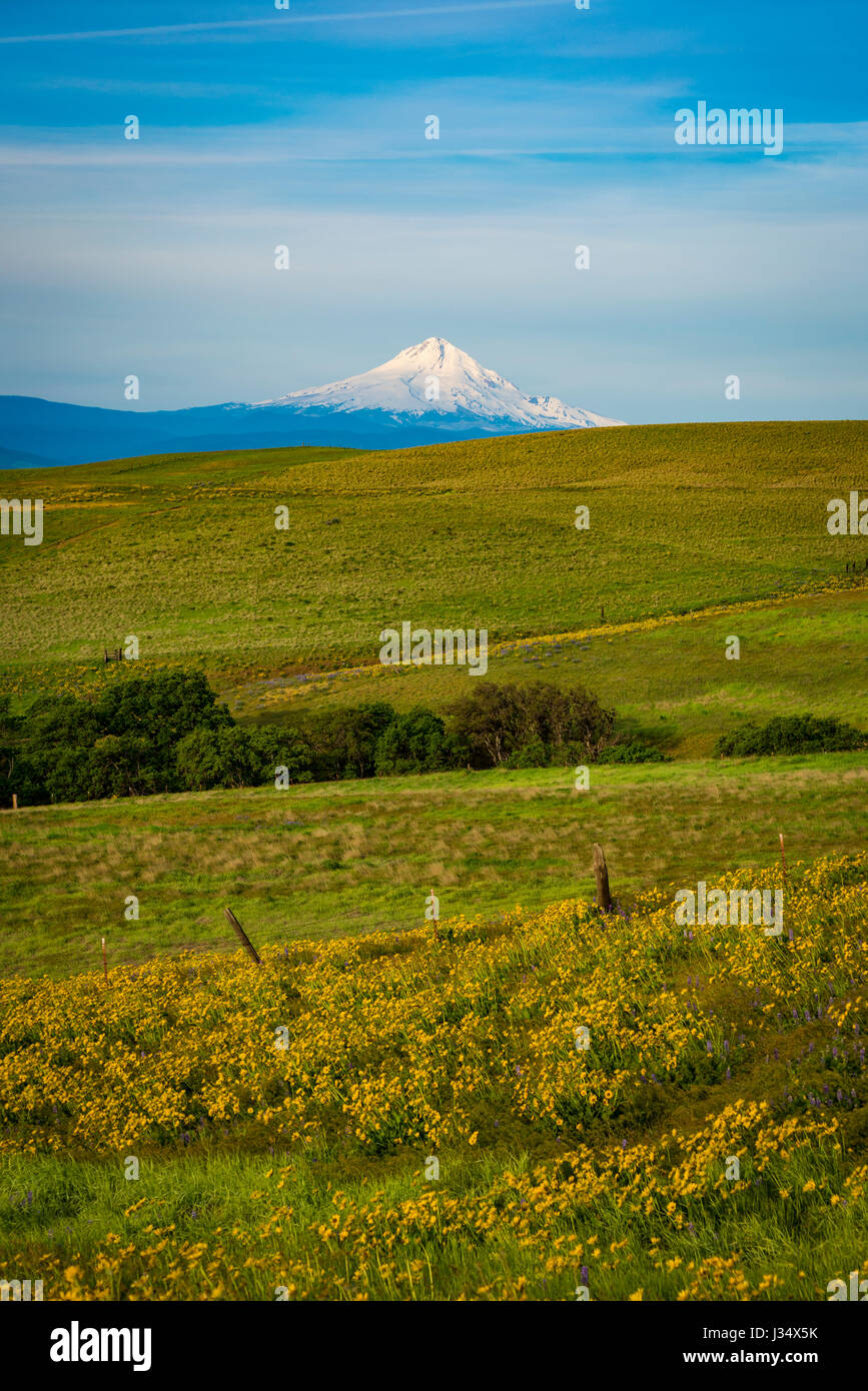 Mount Hood and spring flowers near the Columbia River Gorge Stock Photo ...