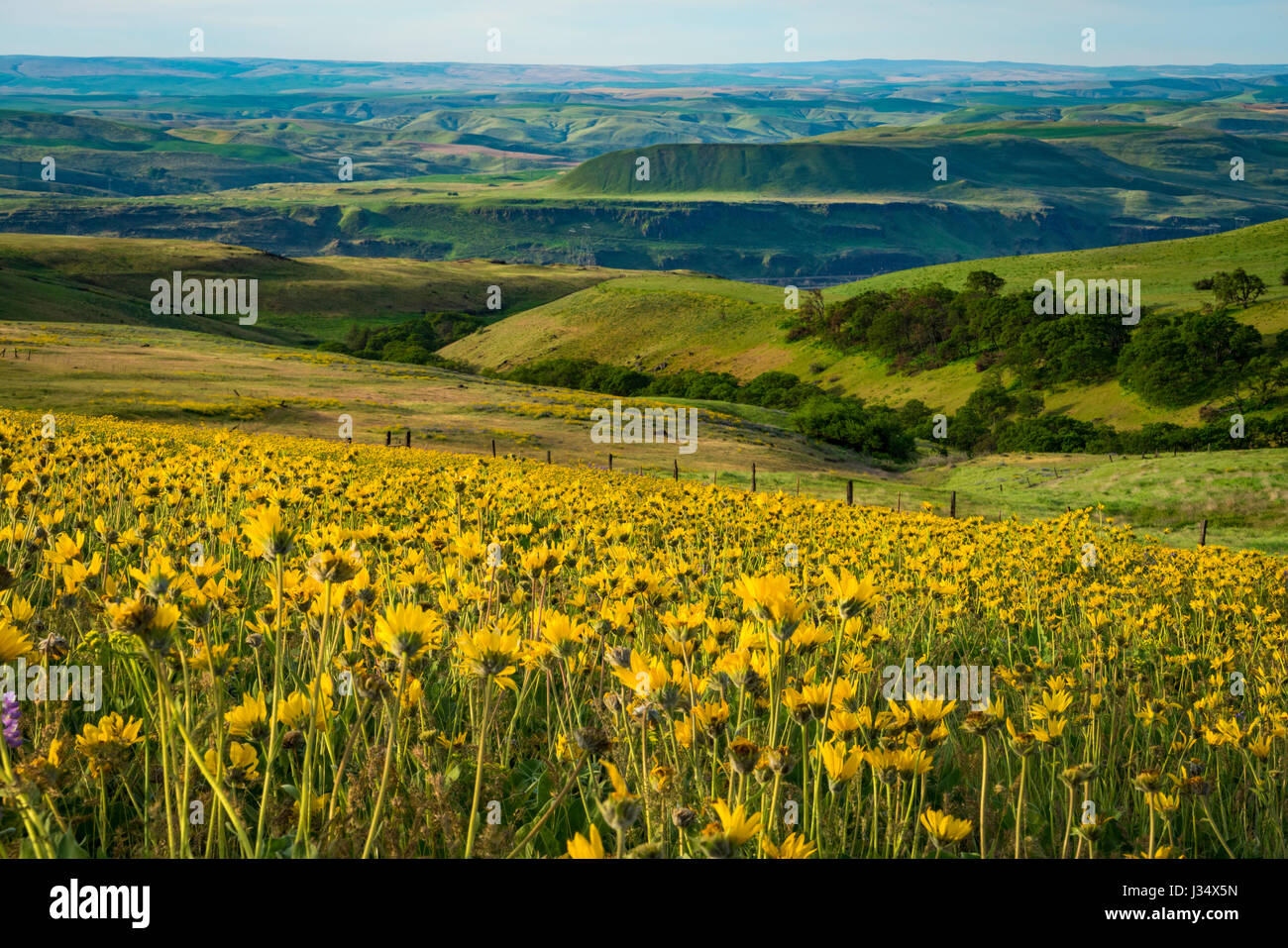 Spring flowers mear the Columbia River Gorge Stock Photo - Alamy
