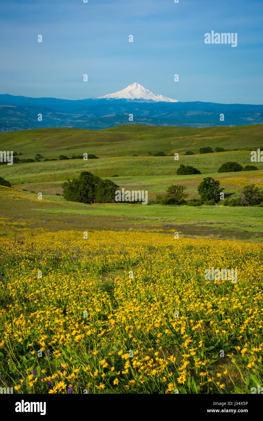 Mount Hood and spring flowers near the Columbia River Gorge Stock Photo ...