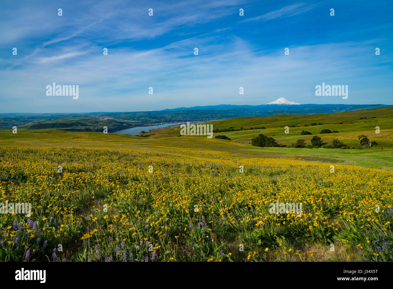 Mount Hood and spring flowers near the Columbia River Gorge Stock Photo ...