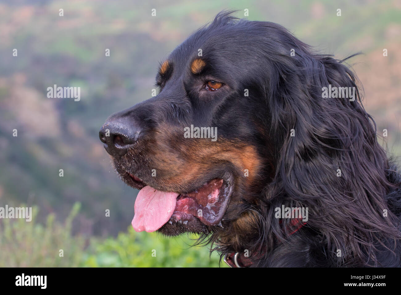 Gordon setter hi-res stock photography and images - Alamy