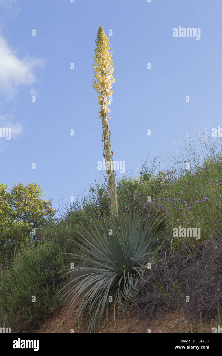 Chaparral Yucca tree (Our Lord's candle) blooming on hillside in early ...