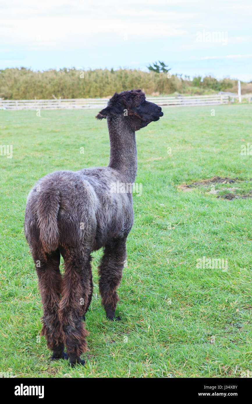 full body of black fur alpaca Stock Photo - Alamy