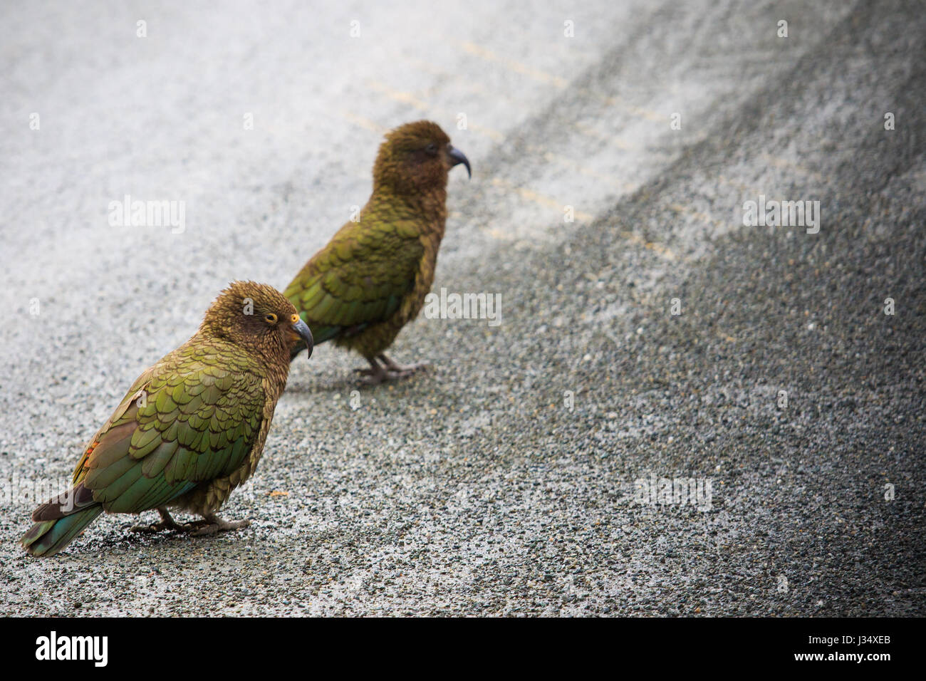 close up beautiful color feather ,plumage of kea birds with blur ...