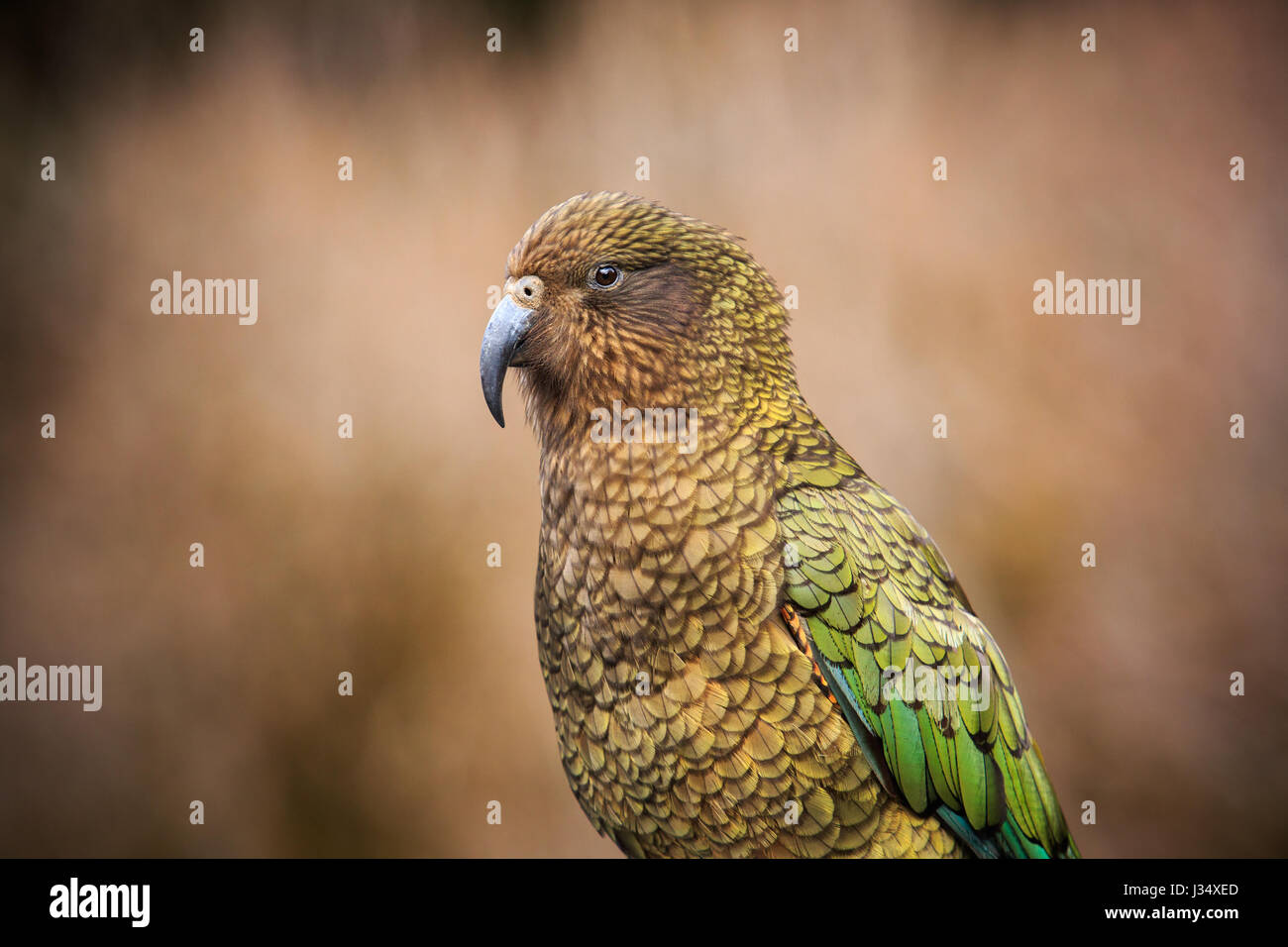close up beautiful color feather ,plumage of kea birds with blur ...