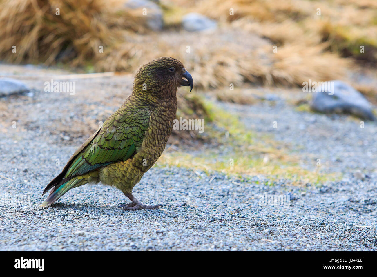 close up beautiful color feather ,plumage of kea birds with blur ...