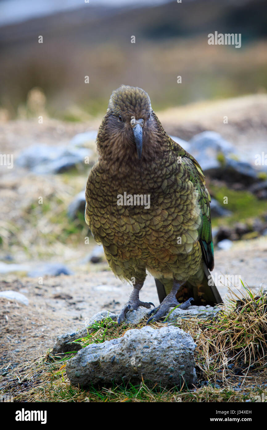 close up beautiful color feather ,plumage of kea birds with blur ...