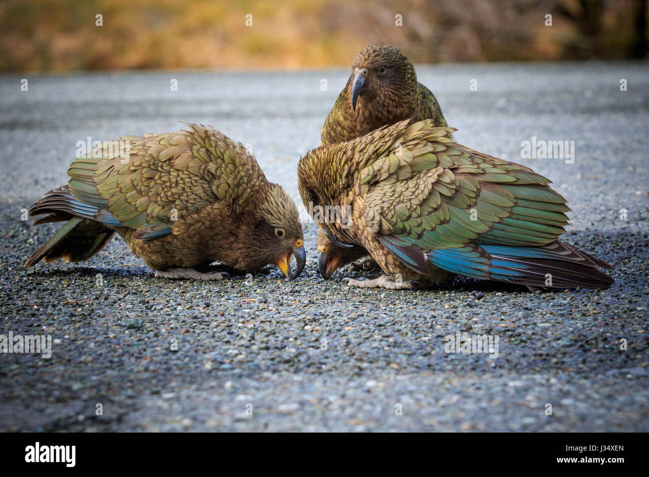 close up beautiful color feather ,plumage flock of kea birds with blur ...