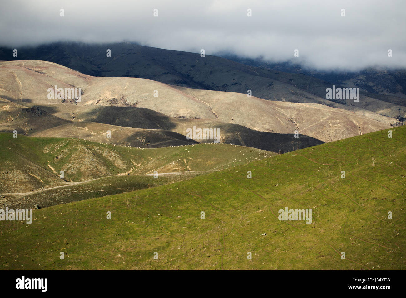 beautiful landscape mountain slope farm field in new zealand Stock ...