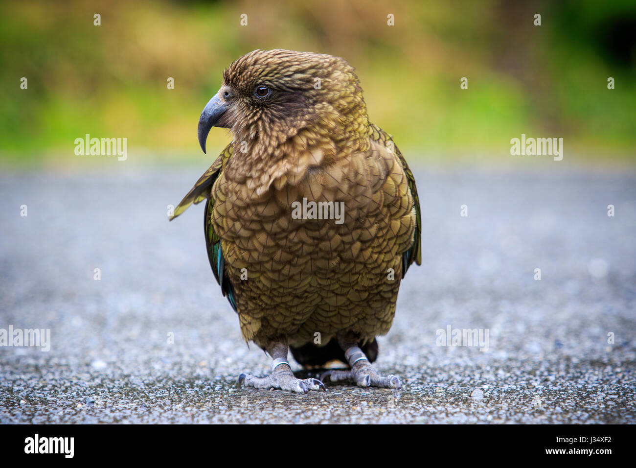 close up beautiful color feather ,plumage of kea birds with blur ...