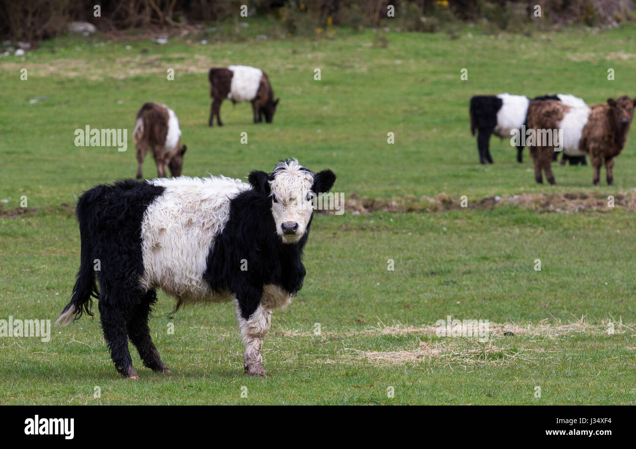 lovely young livestock cow in animals farm new zealand Stock Photo - Alamy