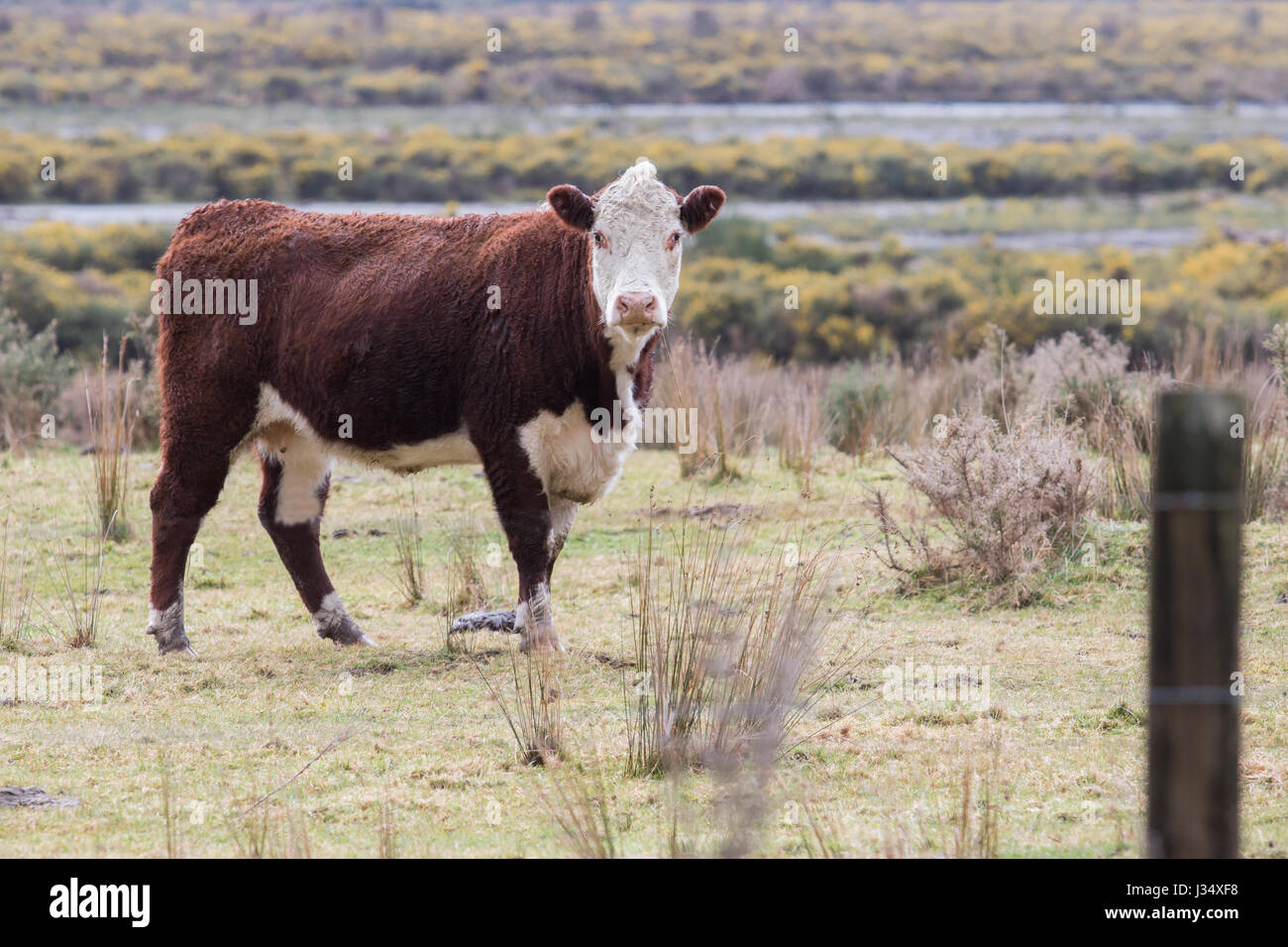 new zealand livestock cow standing in animals farm field looking to ...