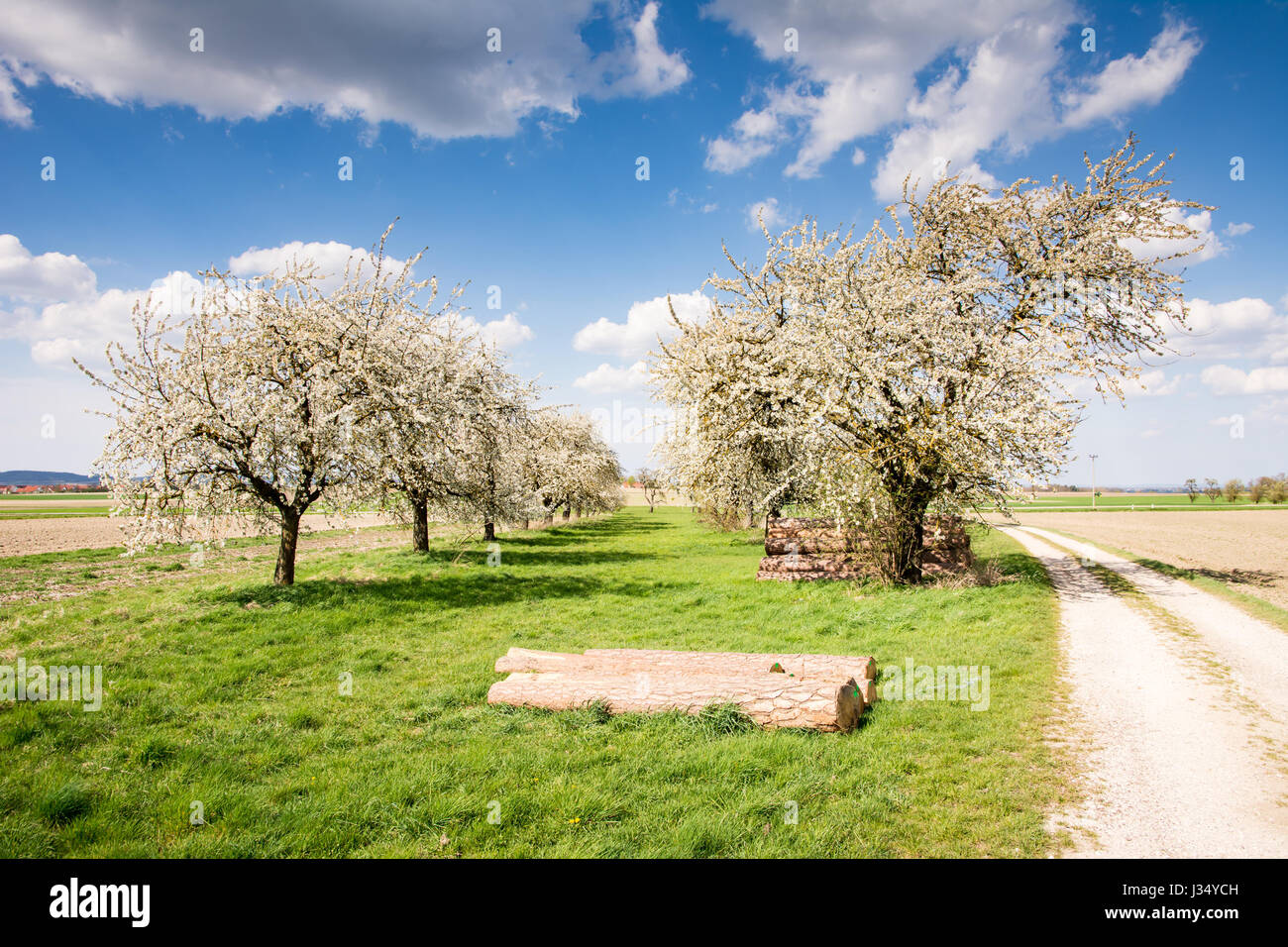 Landscape with a meadow and flowering fruit trees Stock Photo - Alamy