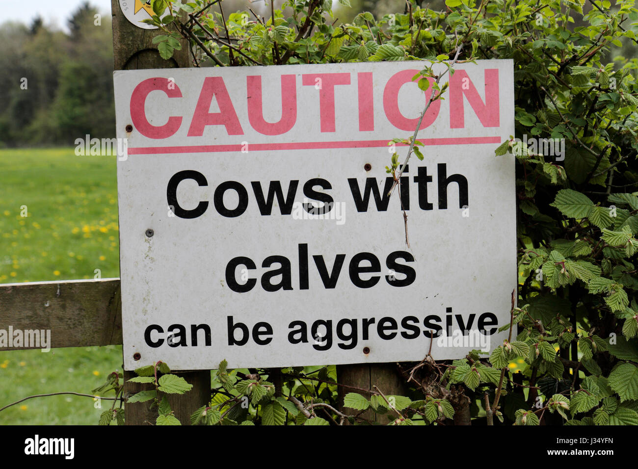 Aggressive cows hi-res stock photography and images - Alamy